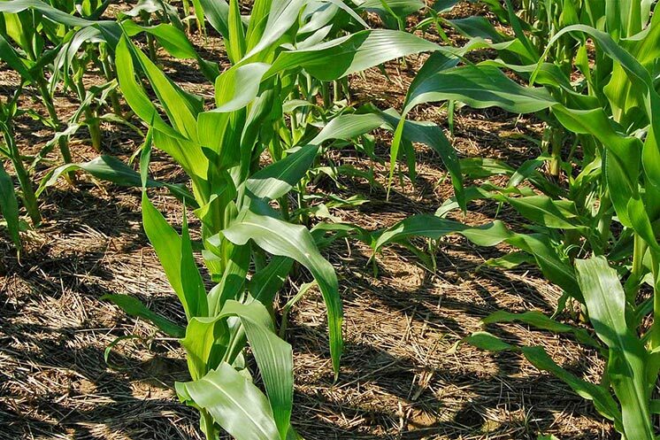 From Farm to Fork - Bay Backpack